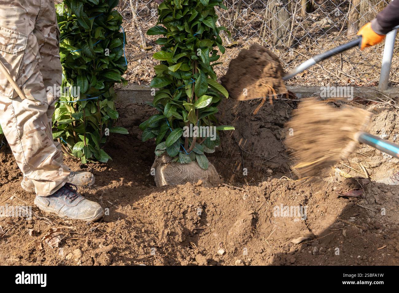 Workers gardeners planting green bushes hedge and trees for landscaping ...