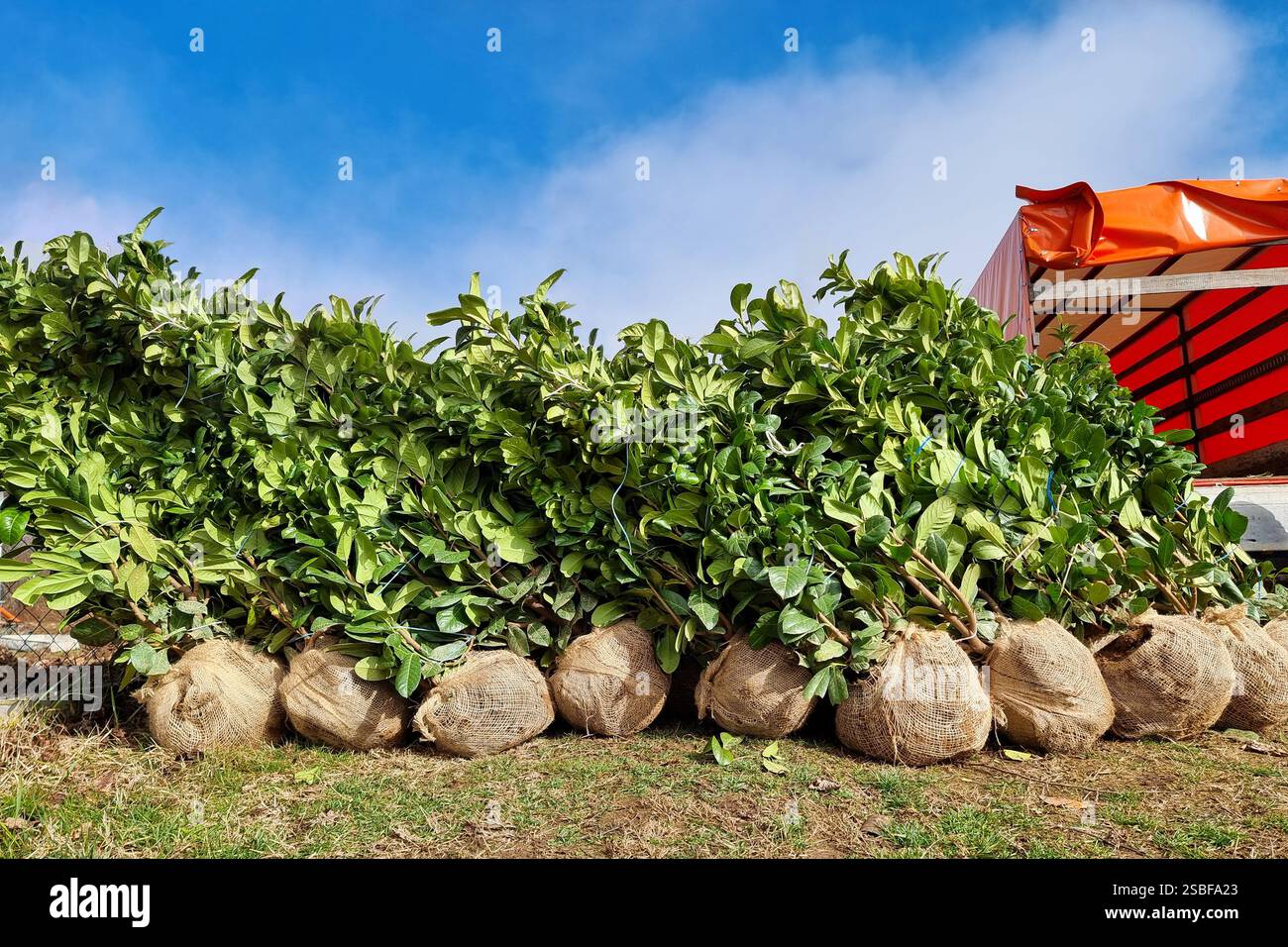 Many green Laurel hedge, shrub plants, unloaded from a truck and ...