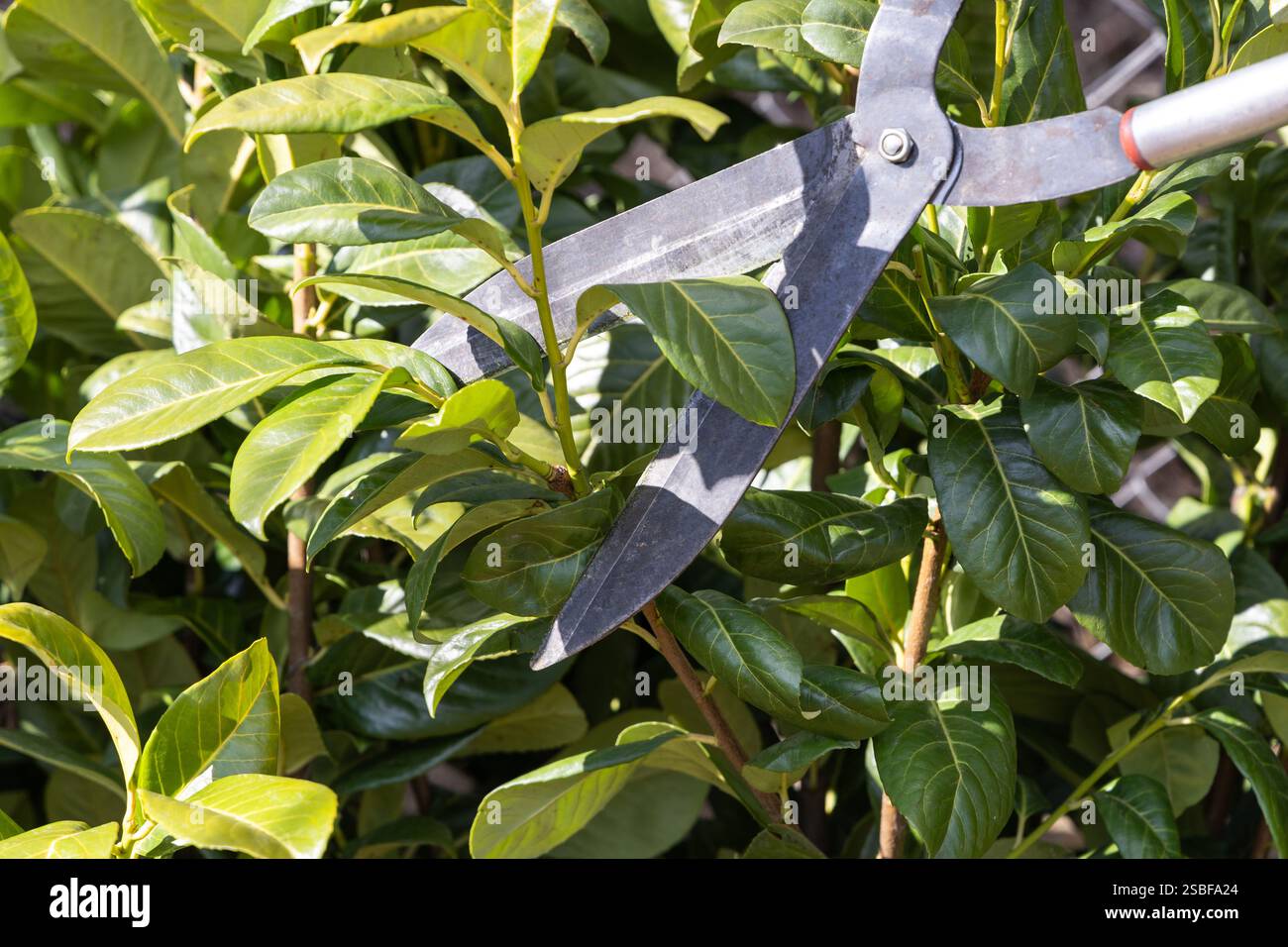 Prunus laurocerasus common laurel cherry laurel hi-res stock ...
