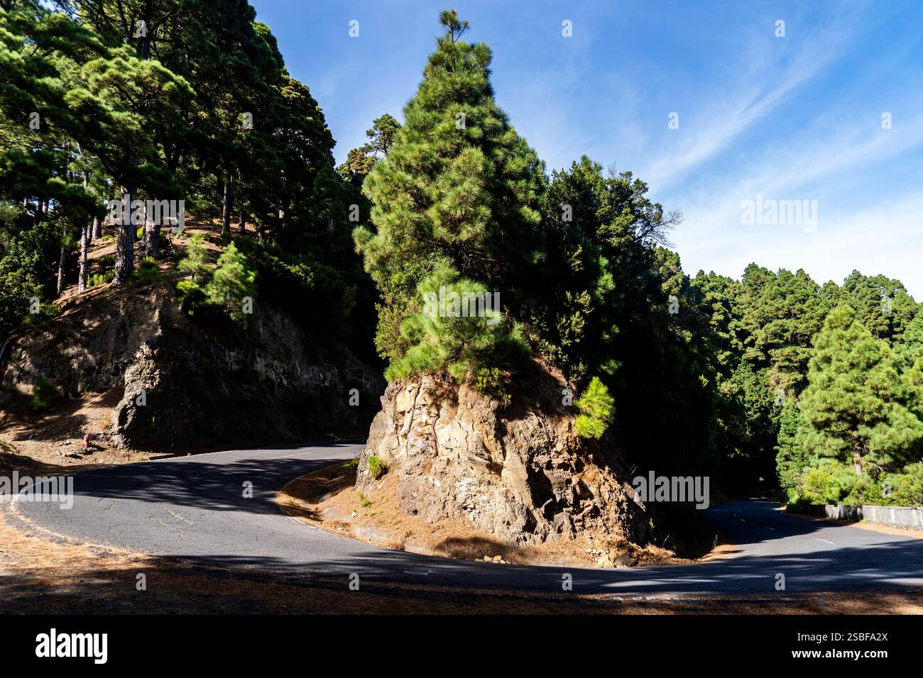 A winding road curves around a rocky outcrop surrounded by tall pine ...