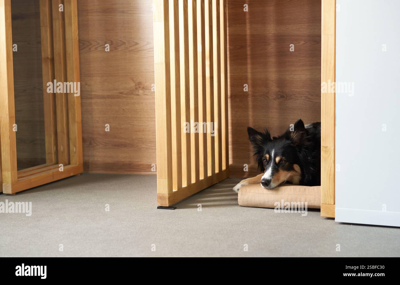 border collie peeks out from a wooden crate, looking curious and ...
