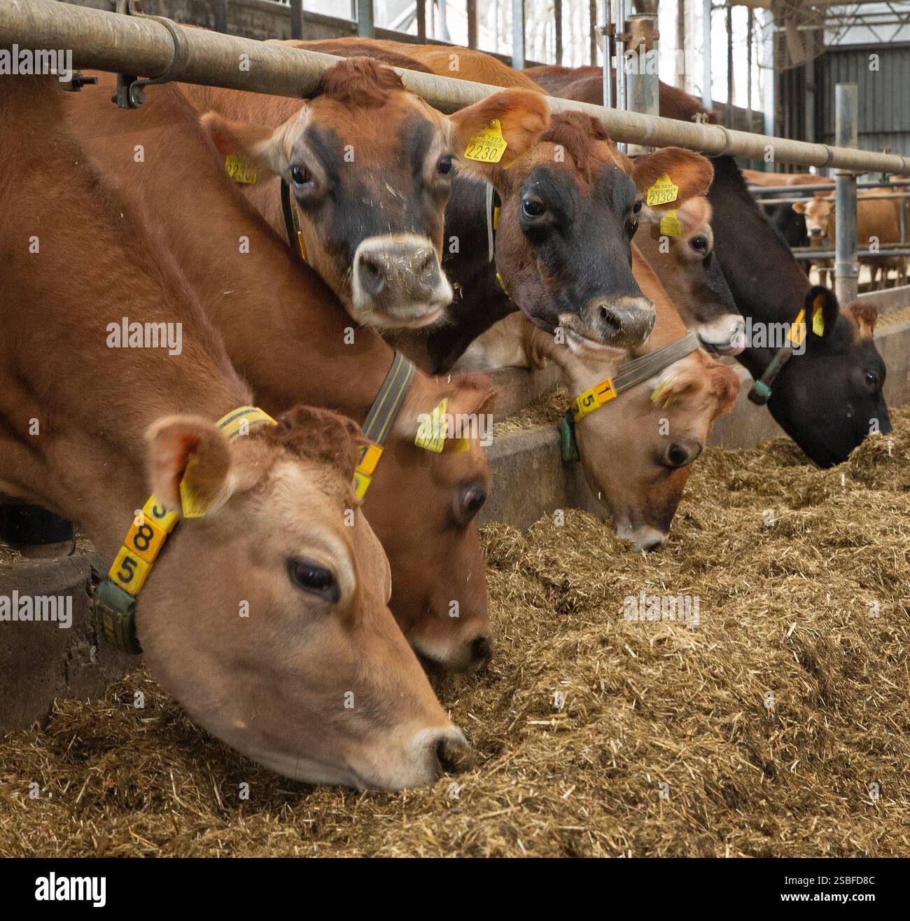 Kuilvoer hi-res stock photography and images - Alamy