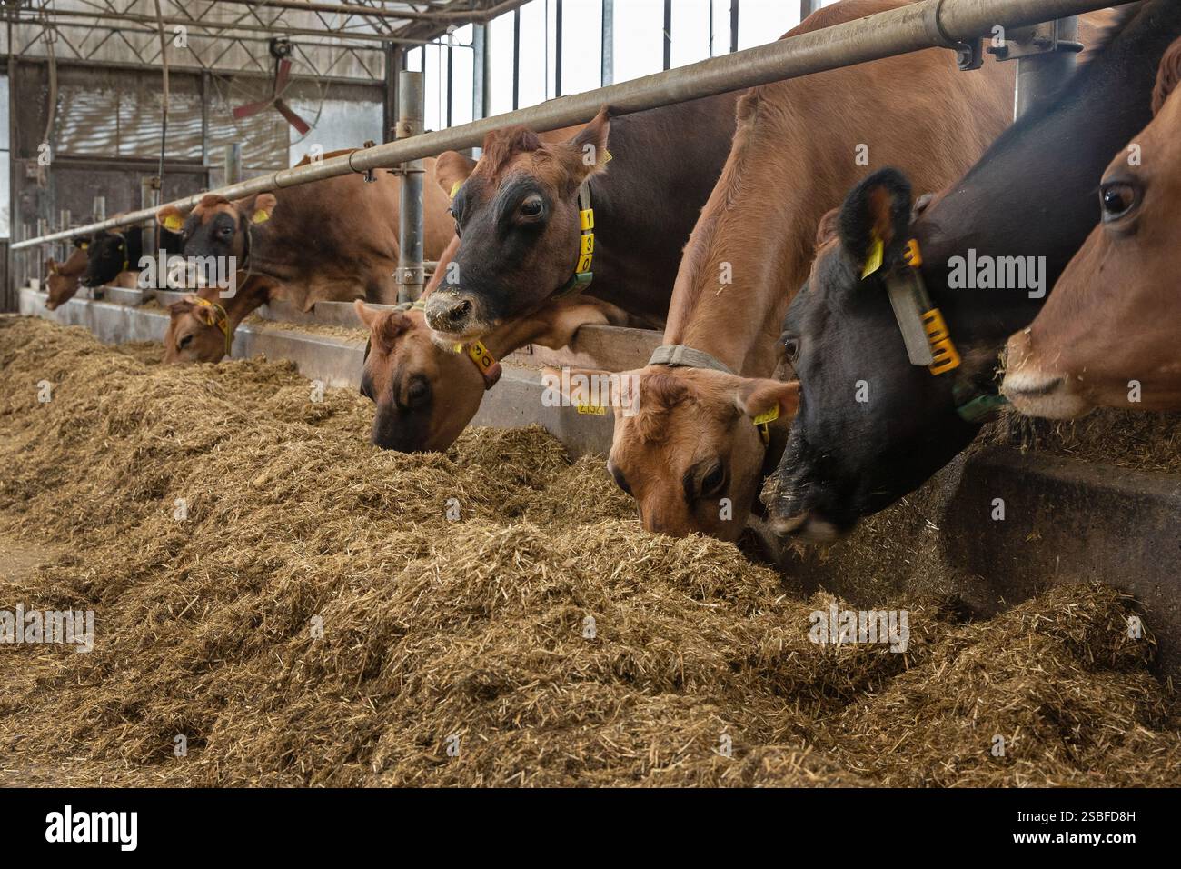 Kuilvoer hi-res stock photography and images - Alamy