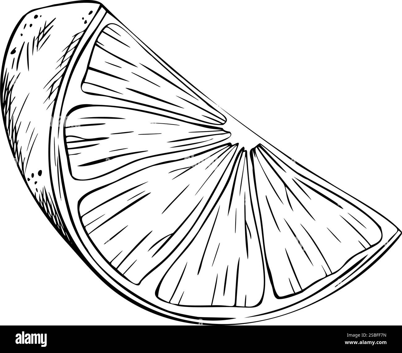 A detailed outline of a slice lemon, orange or lime highlighting its ...