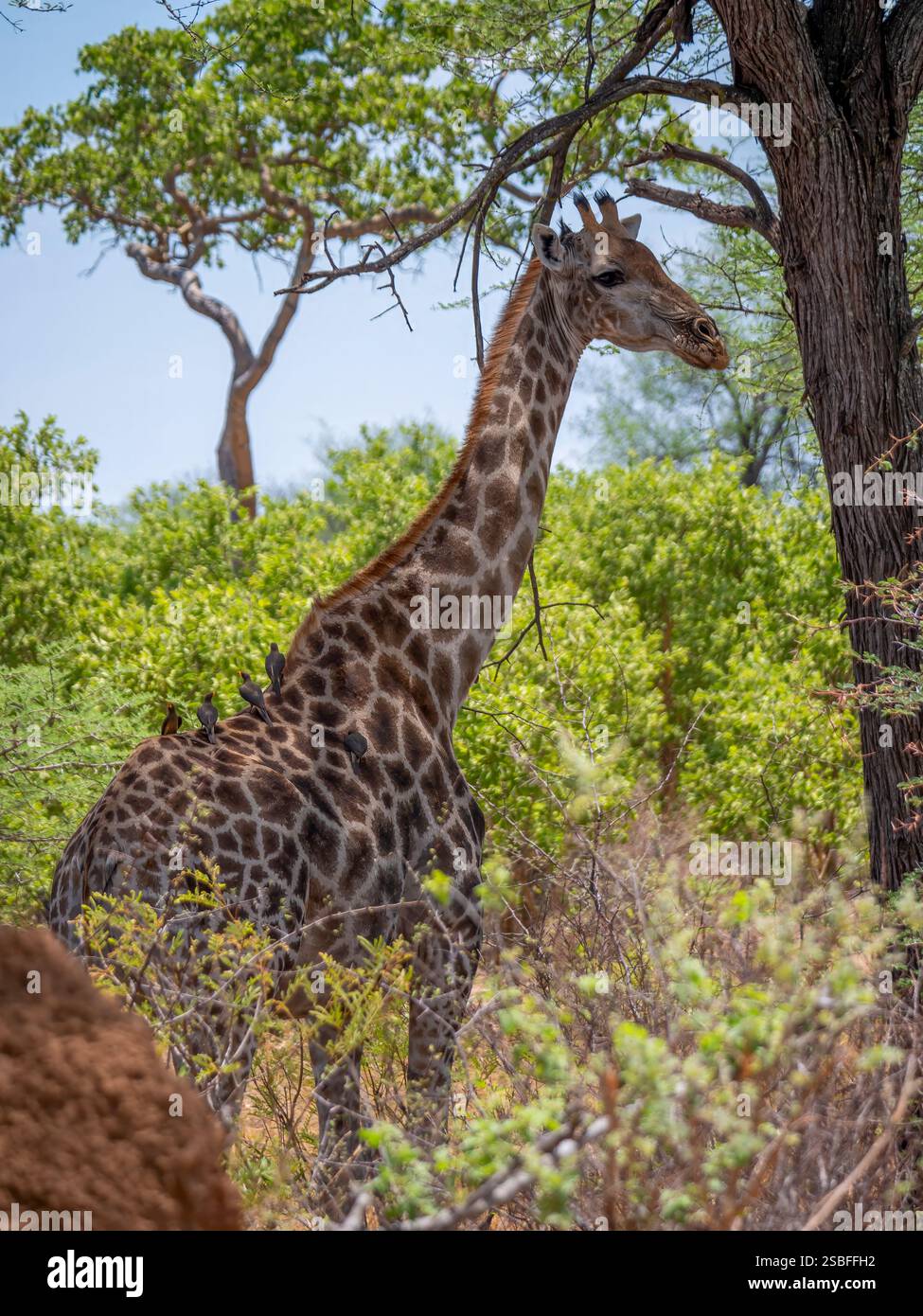Yellow-billed oxpecker (Buphagus africanus) on a southern giraffe ...