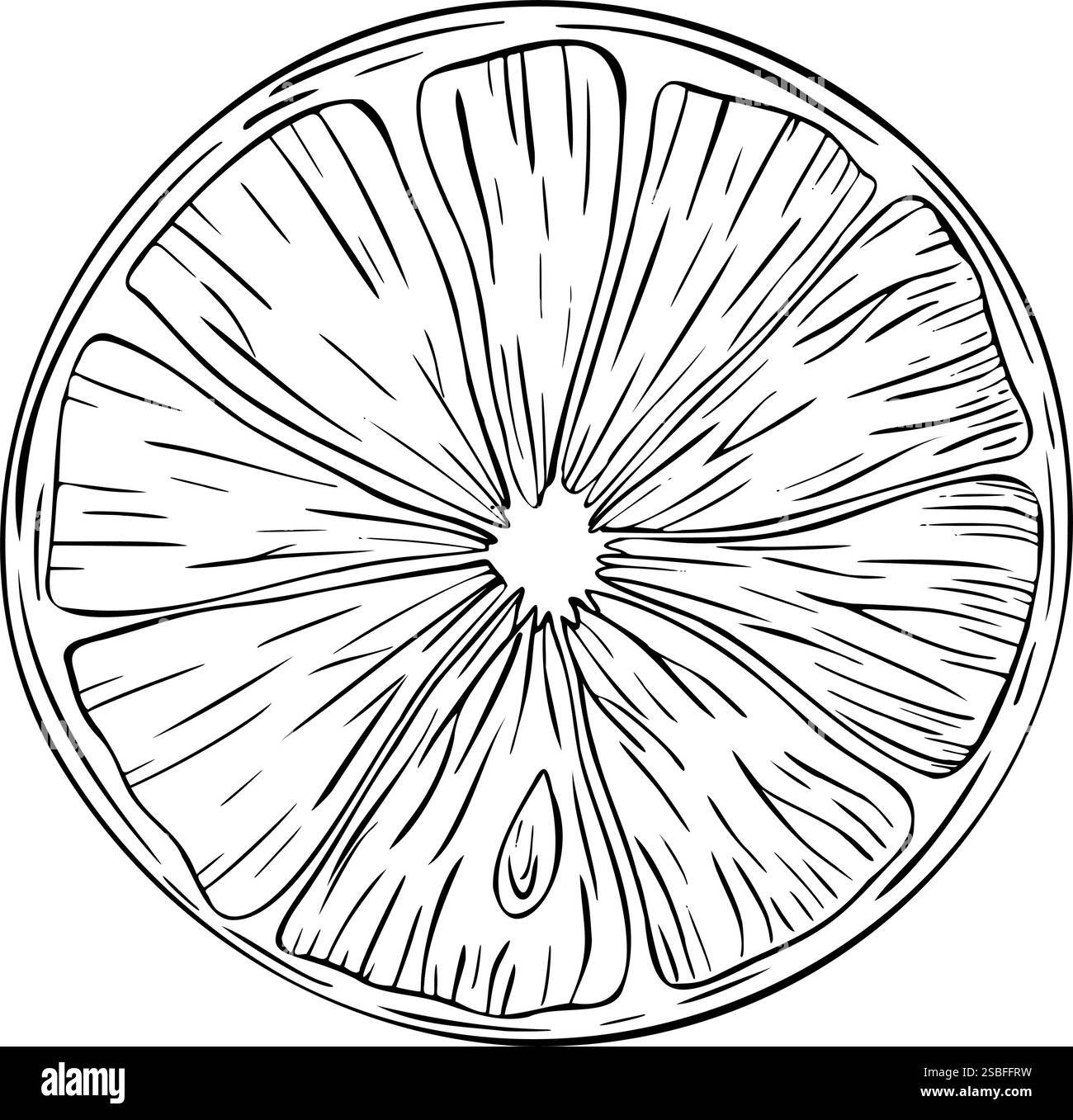 Lemon, orange or lime slice. Vector illustration. Sketch hand drawn. Half tropical citrus fruit ...
