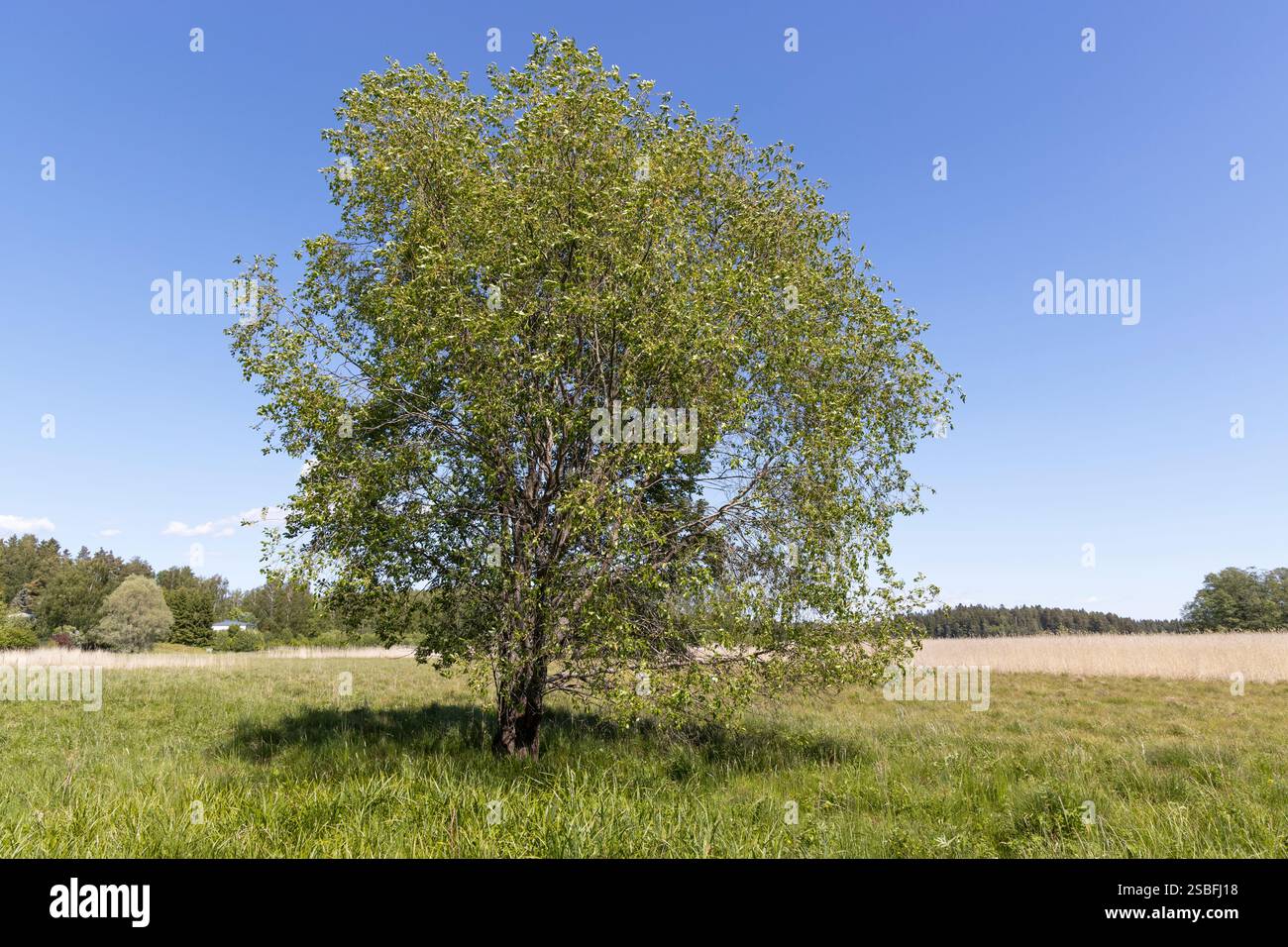 Salix pentandra, the English name bay willow, is an ornamental ...