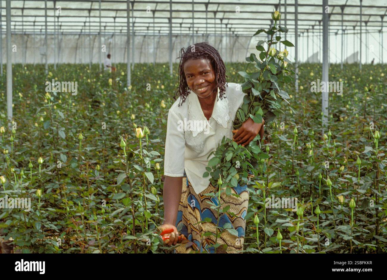 Kenya, Naivasha, Rift Valley - Employees of a flower grower pick roses ...