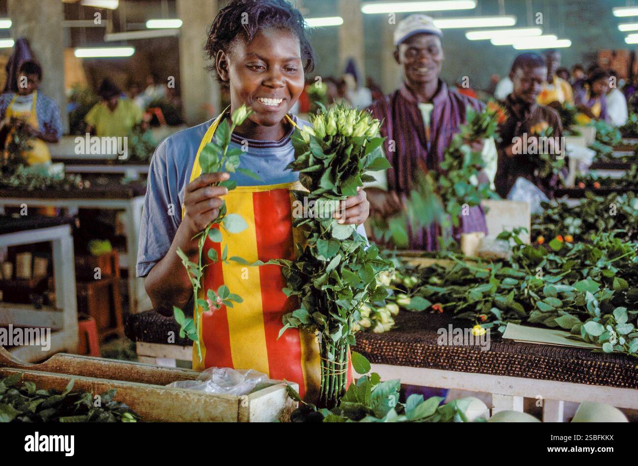 Kenya, Rift Valley, At a Dutch grower, the picked roses are bundled and ...