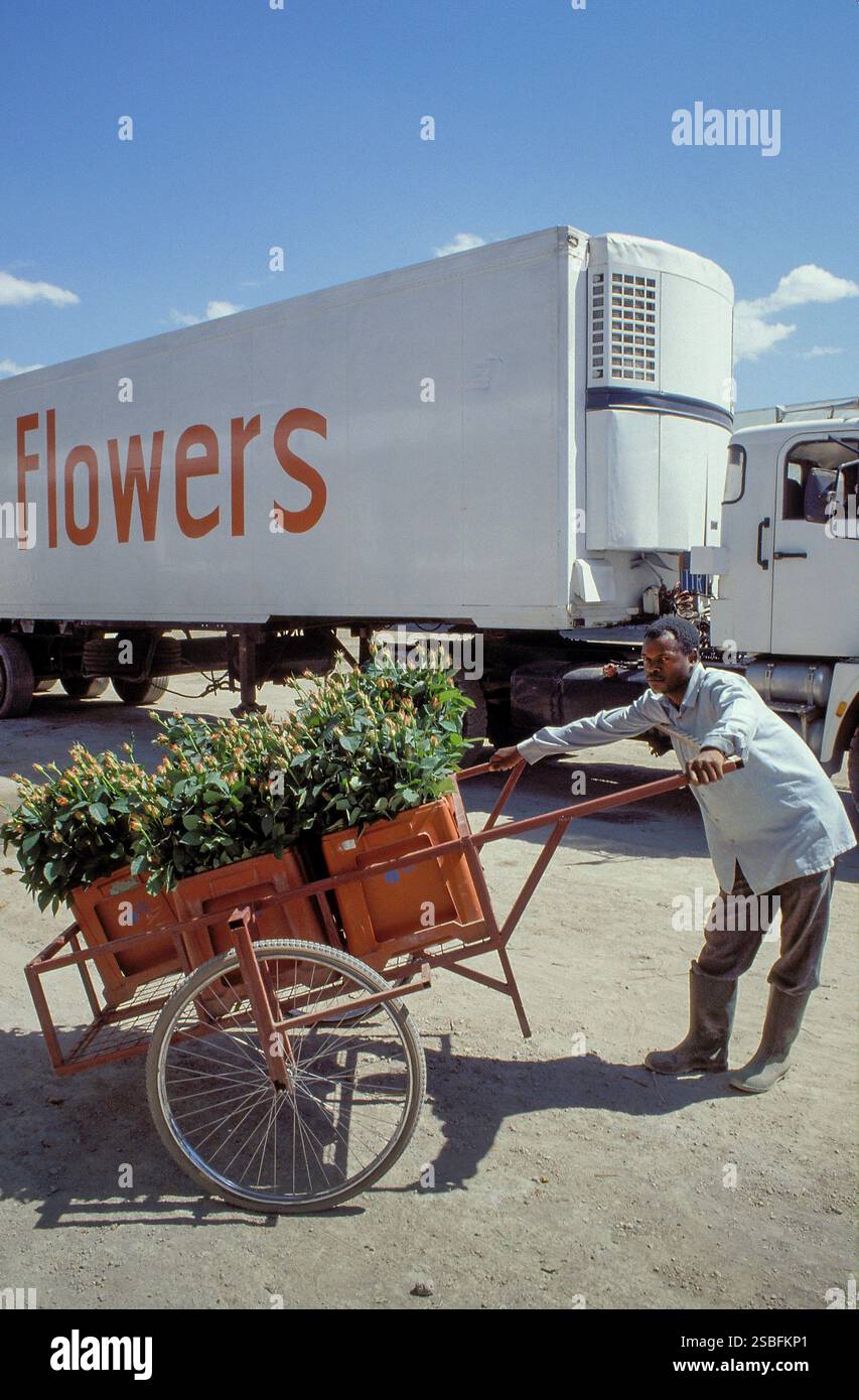 Kenya, Naivasha, Rift valley - Employees of Sher, a Dutch rose breeder ...