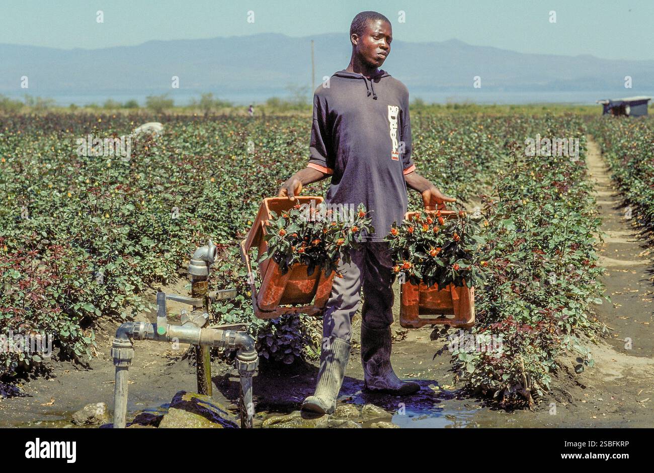 Kenya, Naivasha, Rift valley - Employees of Sher, a Dutch rose breeder ...