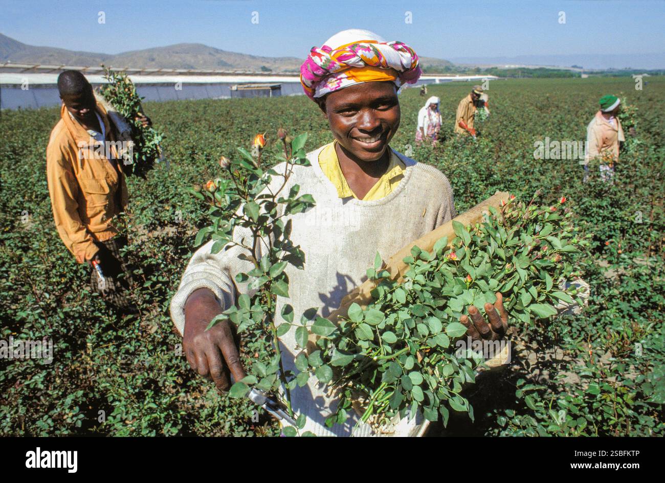 Kenya, Naivasha, Rift valley - Employees of Sher, a Dutch rose breeder ...