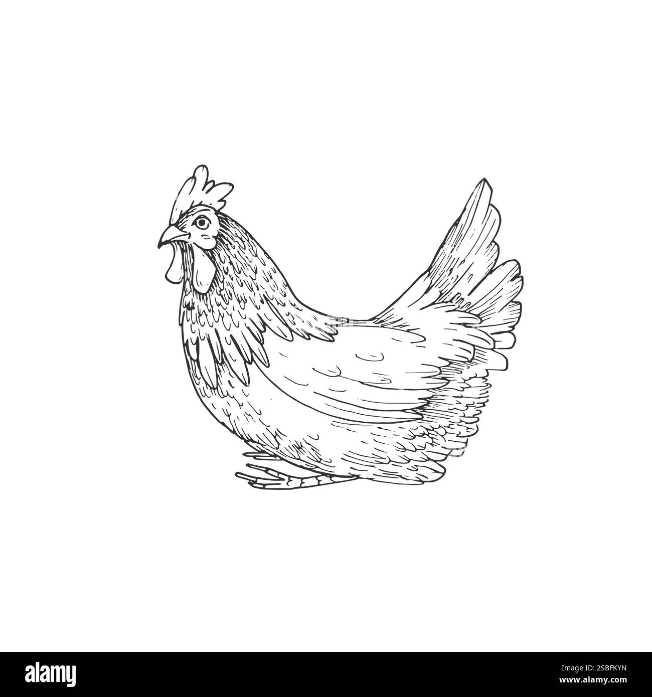 Hen vector illustration hand drawn with ink and isolated on white ...