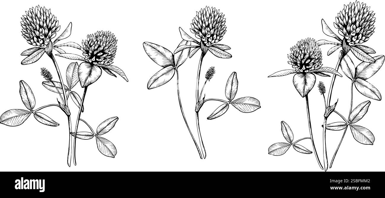 Collection of compositions with blooming clovers. Hand drawn botanical ...