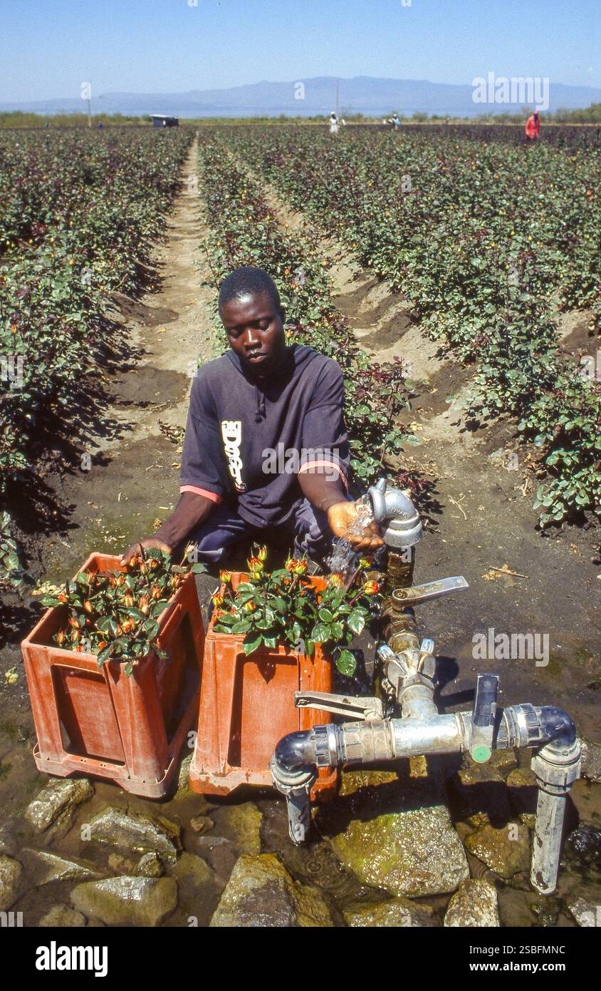 Kenya, Naivasha, Rift valley - Employees of Sher, a Dutch rose breeder ...