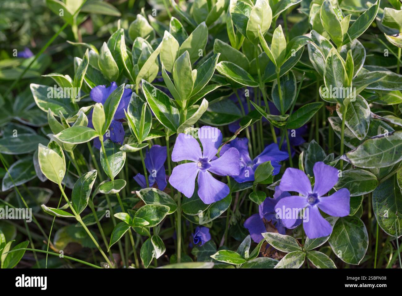 Close-up of blue periwinkle, flower beds, borders and rock gardens ...