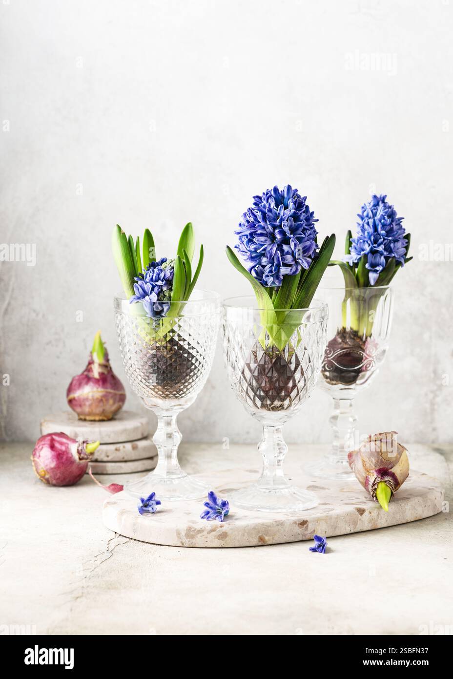 Beautiful spring floristic arrangement with blue hyacinth flowers in a ...