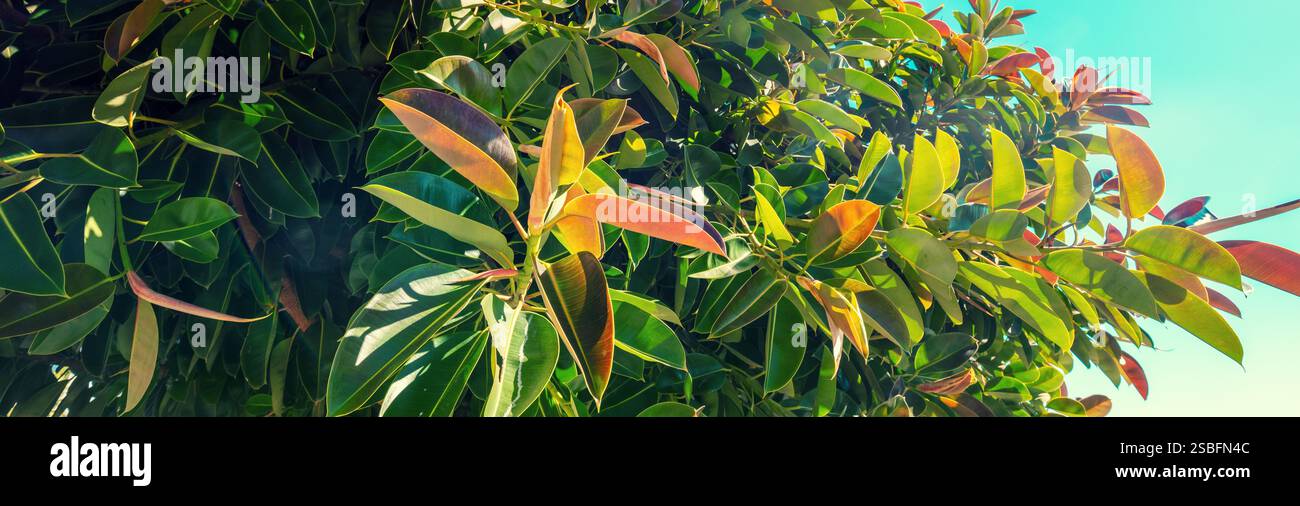 Branches of El Robusta ficus trees against the blue sky. Horizontal ...