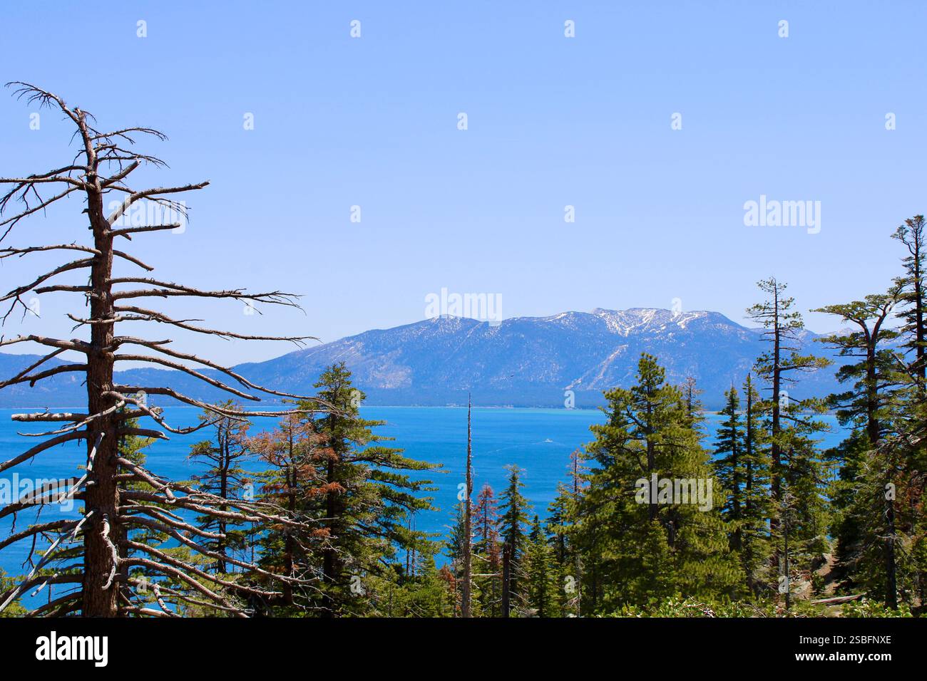 Lake tahoe through trees hi-res stock photography and images - Alamy