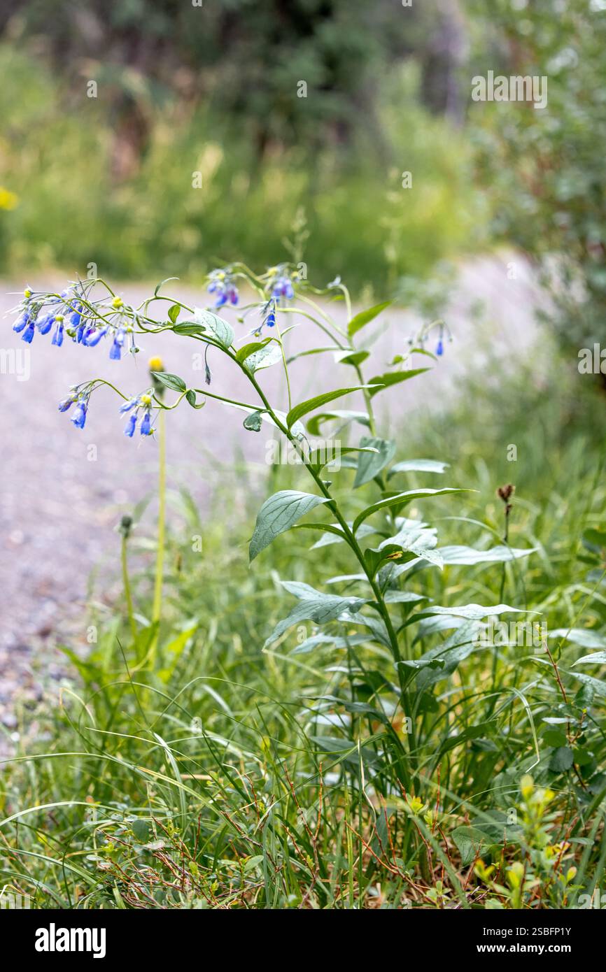 Flowering bluebell plant next to a gravel path Stock Photo - Alamy