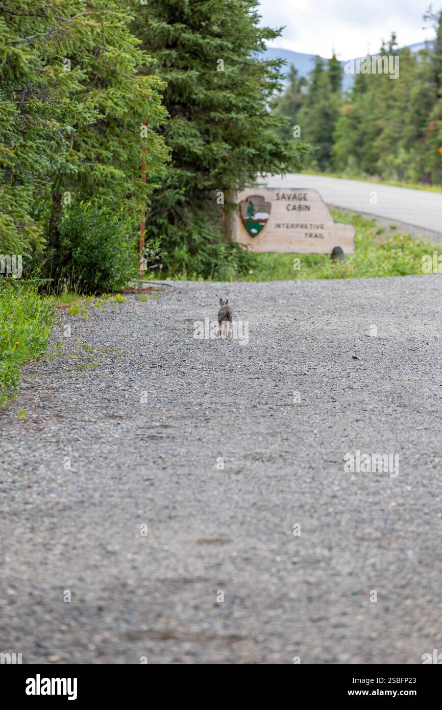 A snowshoe hare in Denali National Park during the summer Stock Photo ...