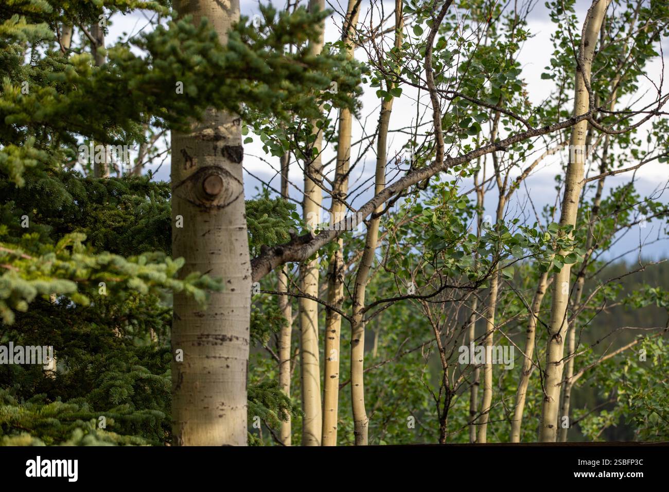 Alaska birch tree trunks hi-res stock photography and images - Alamy