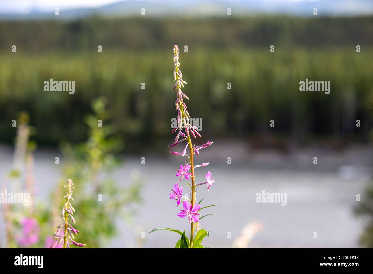Close up fireweed flowers in hi-res stock photography and images - Alamy