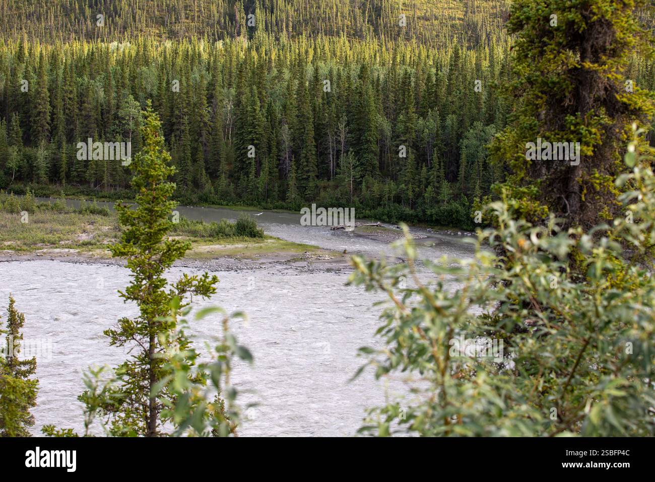 A fork in a river flowing through a lodgepole pine forest Stock Photo ...