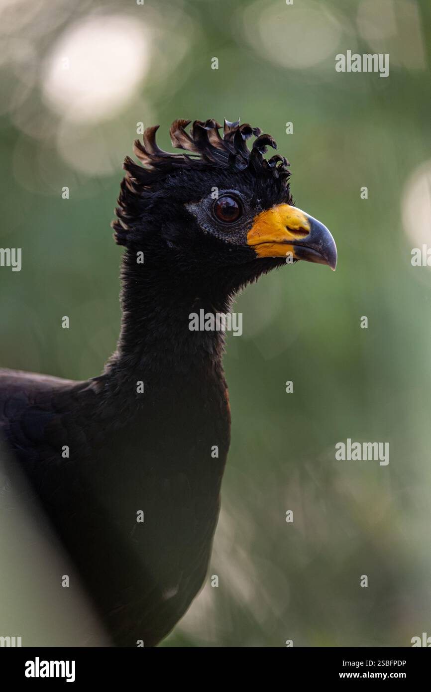 S curassow hi-res stock photography and images - Alamy