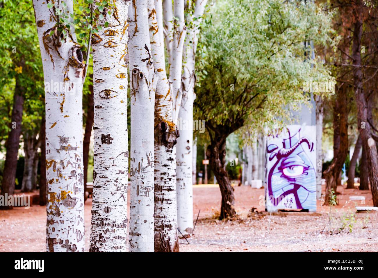 Eye shapes on logs and graffiti in a Carrizosa forest Stock Photo - Alamy