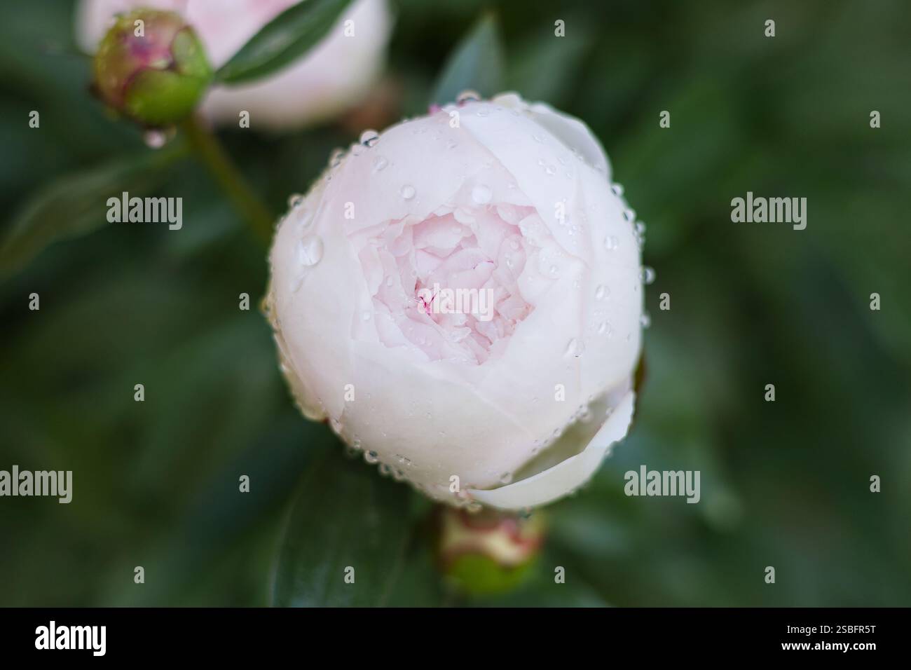 Close up of light pink peony flower covered in water droplets Stock ...