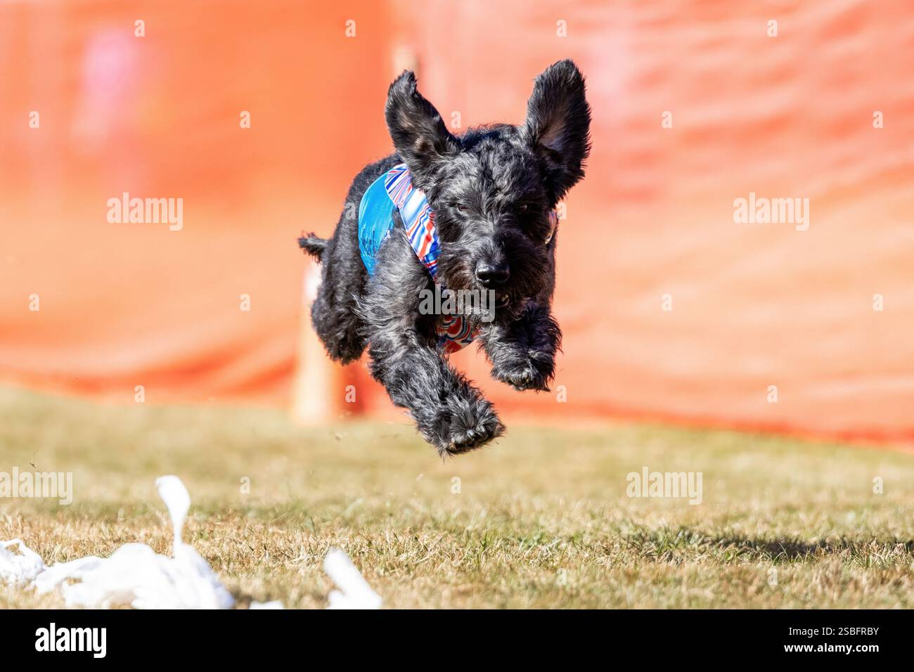 Giant Schnauzer Running Lure Course Sprint Dog Sport Stock Photo - Alamy