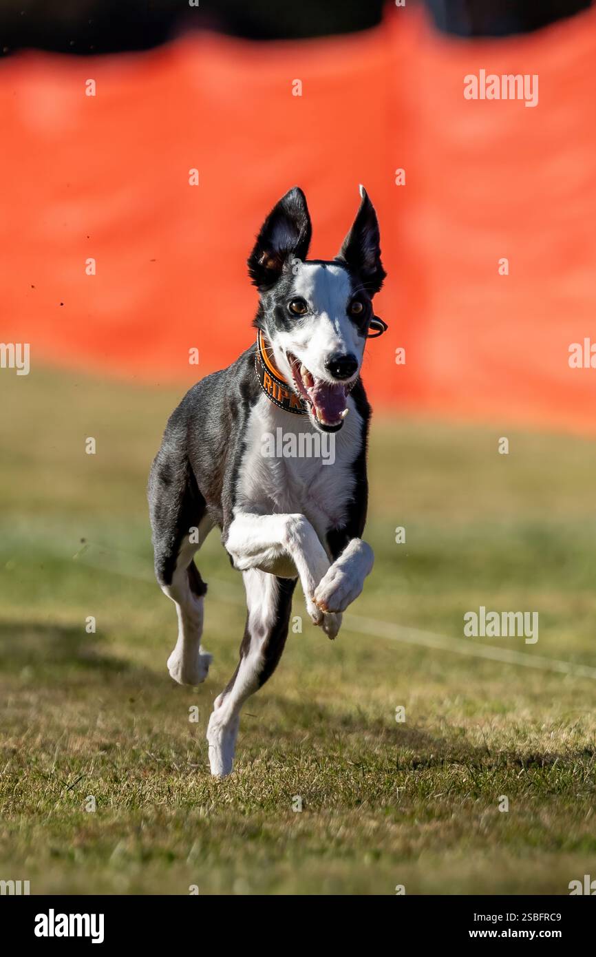 Borderwhippet All American Mix Running Lure Course Sprint Dog Sport ...