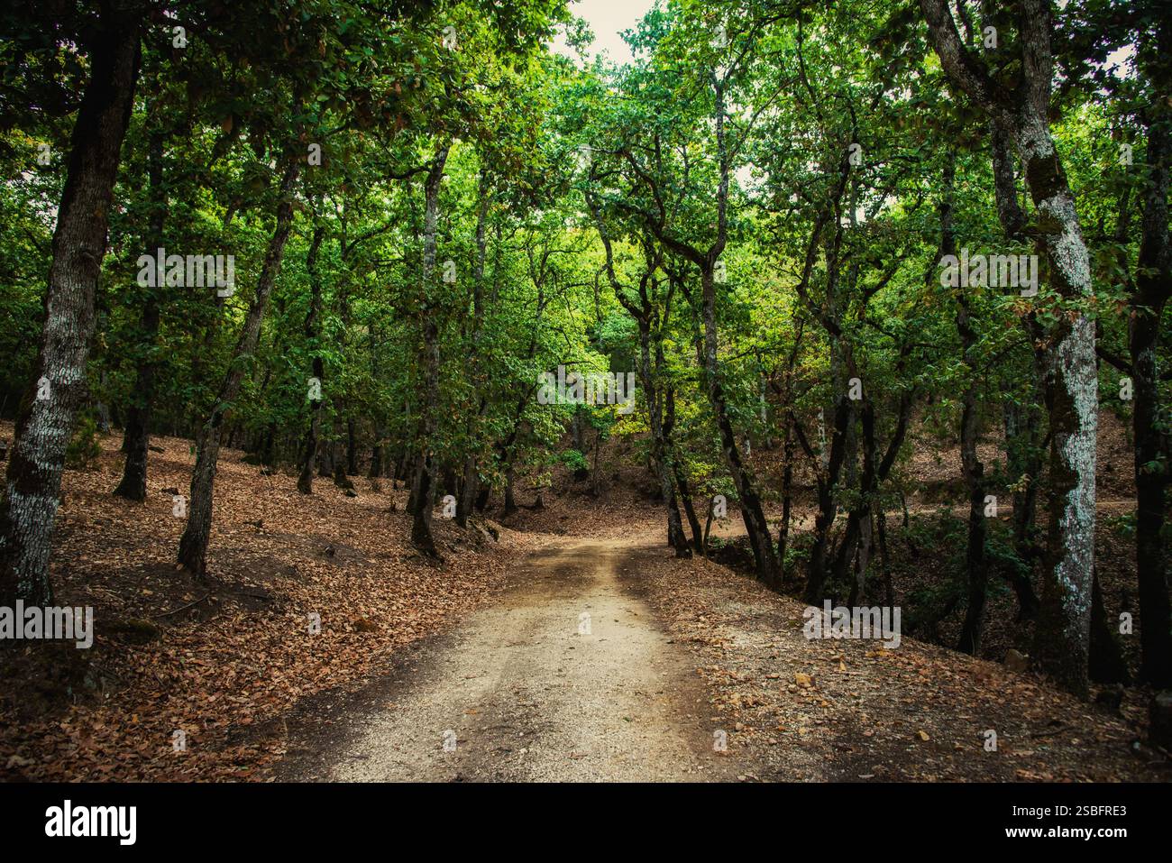 Inside a forest in the north of Tunisia Stock Photo - Alamy