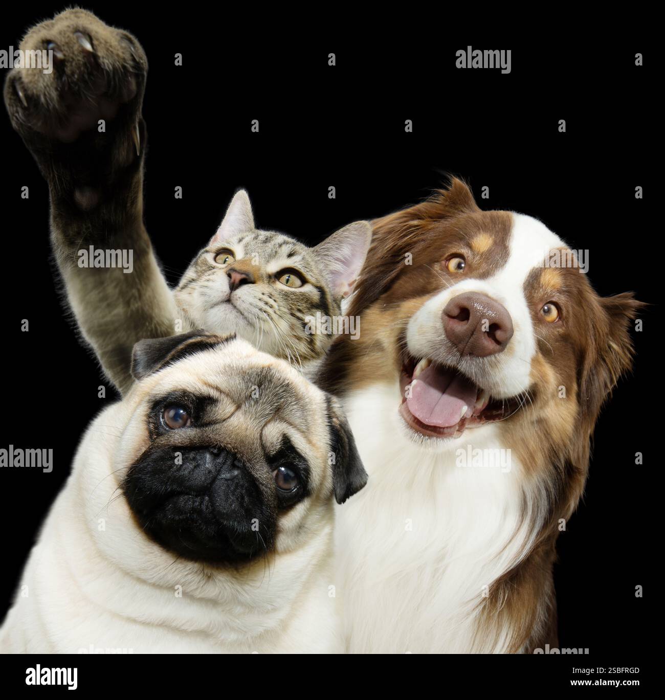 Selfie three pets. pug and Australian shepeherd dogs and cat looking at ...