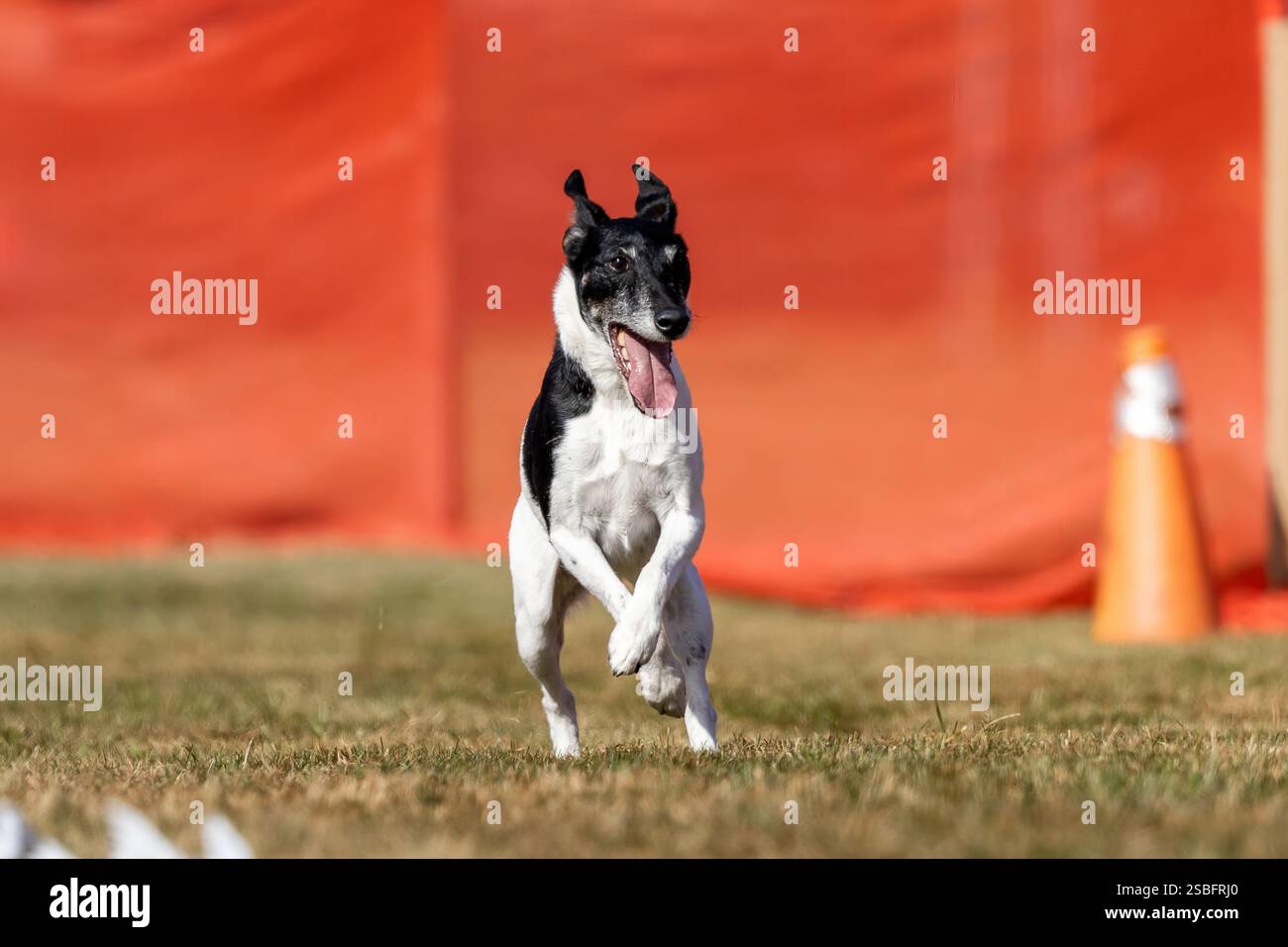 Smooth fox terrier hi-res stock photography and images - Alamy