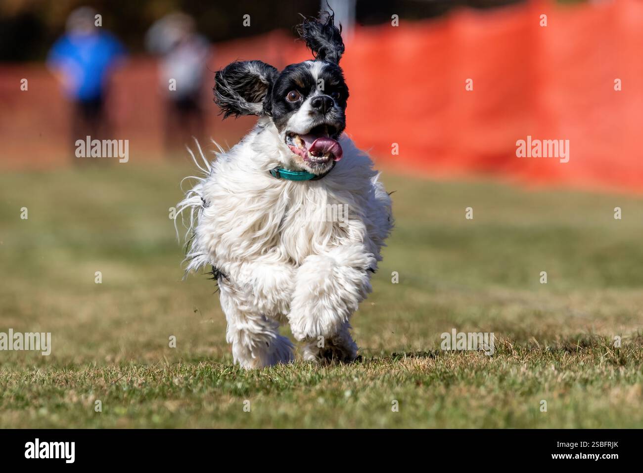 Cocker Spaniel Running Lure Course Sprint Dog Sport Stock Photo - Alamy