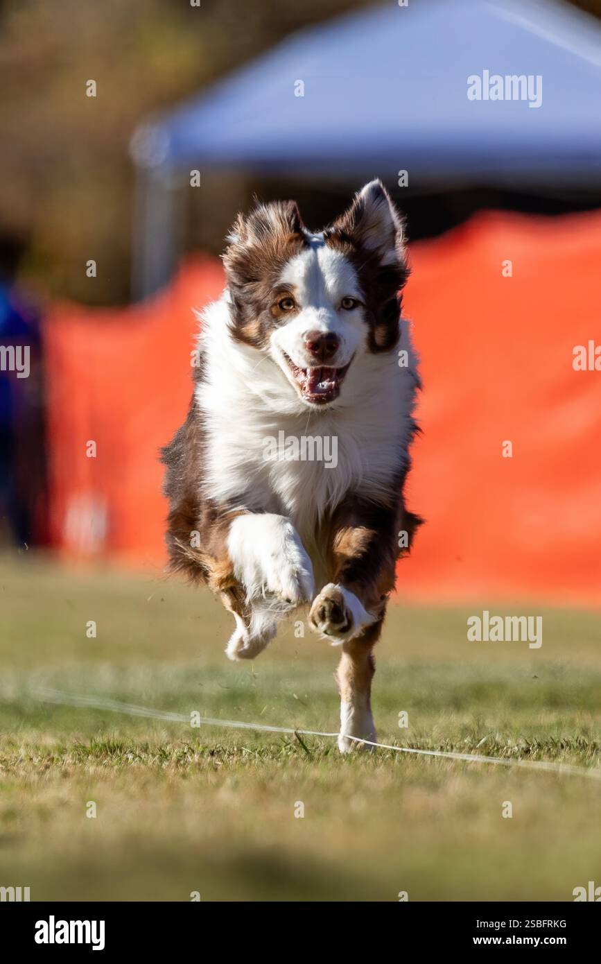 Australian Shepherd Aussie Running Lure Course Sprint Dog Sport Stock ...
