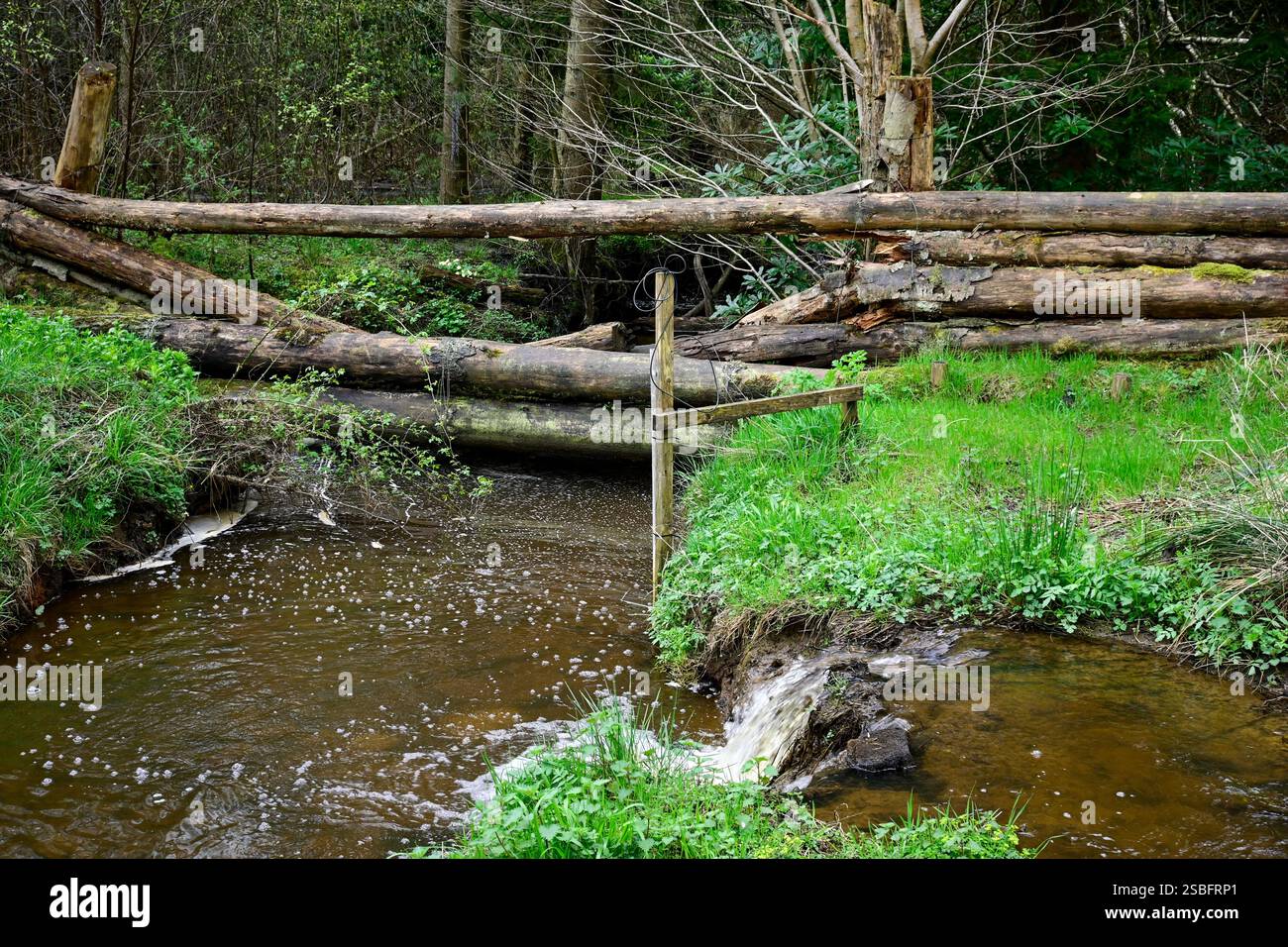 The signs of beaver activity at the beaver release trial site in ...