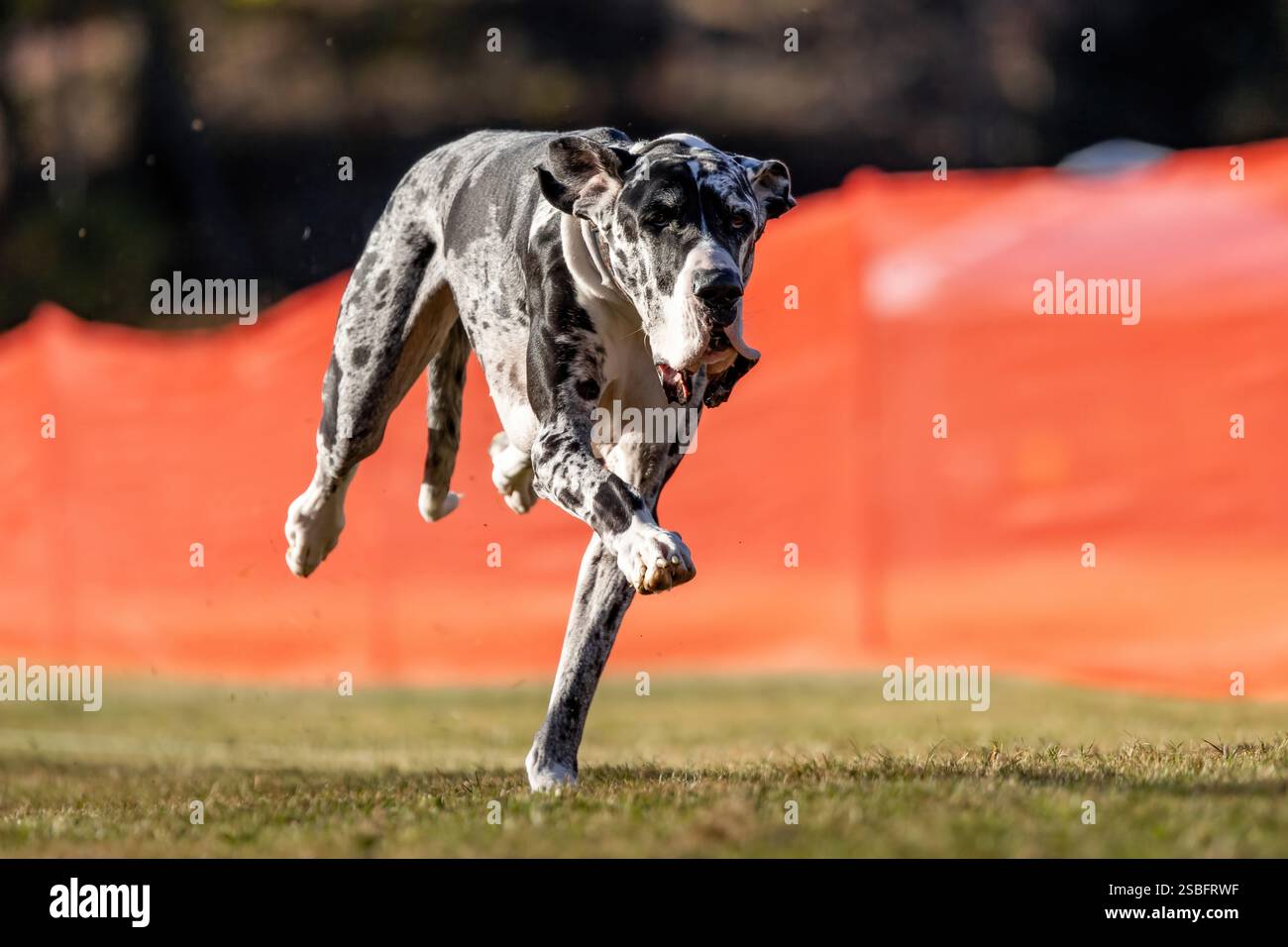Spotty great dane hi-res stock photography and images - Alamy