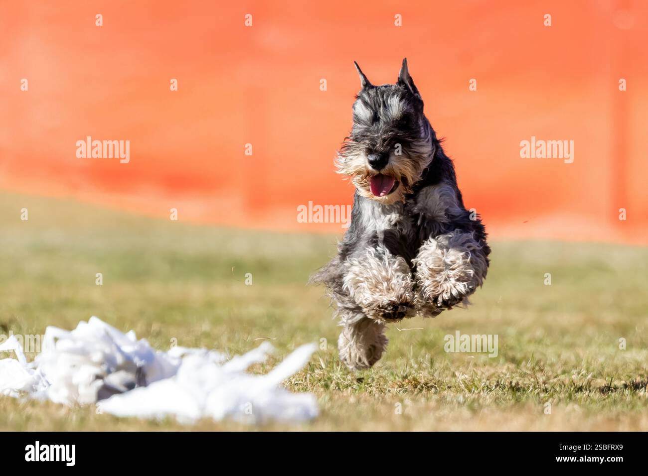 Miniature Schnauzer Running Lure Course Sprint Dog Sport Stock Photo ...