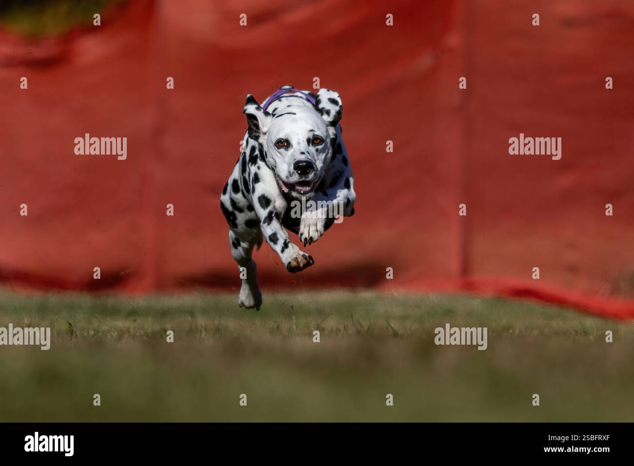 Black and White Dalmatian Running Lure Course Sprint Dog Sport Stock ...