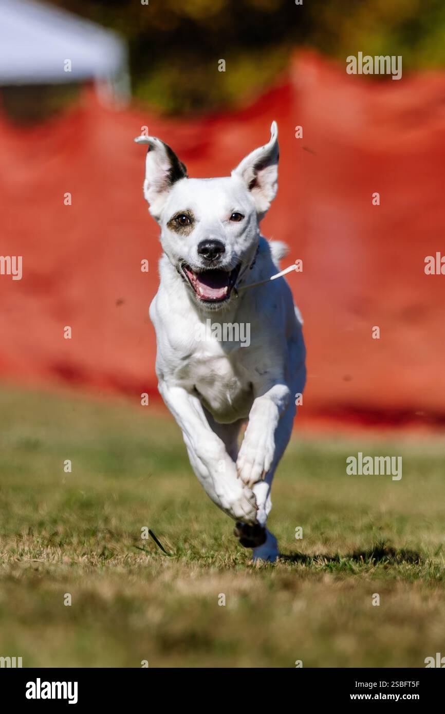 White Pit Bull Mix Running Lure Course Sprint Dog Sport Stock Photo - Alamy