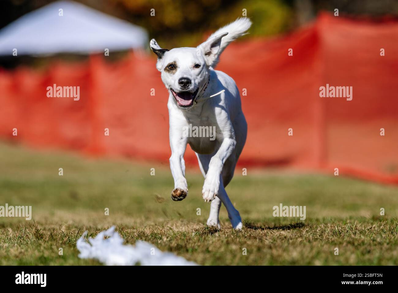 White Pit Bull Mix Running Lure Course Sprint Dog Sport Stock Photo - Alamy