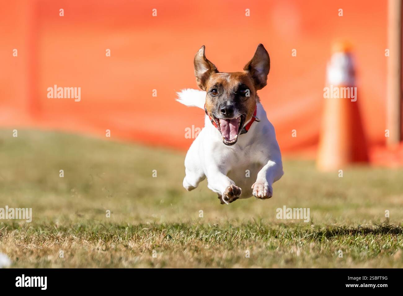 Black tan jack russell terrier hi-res stock photography and images - Alamy