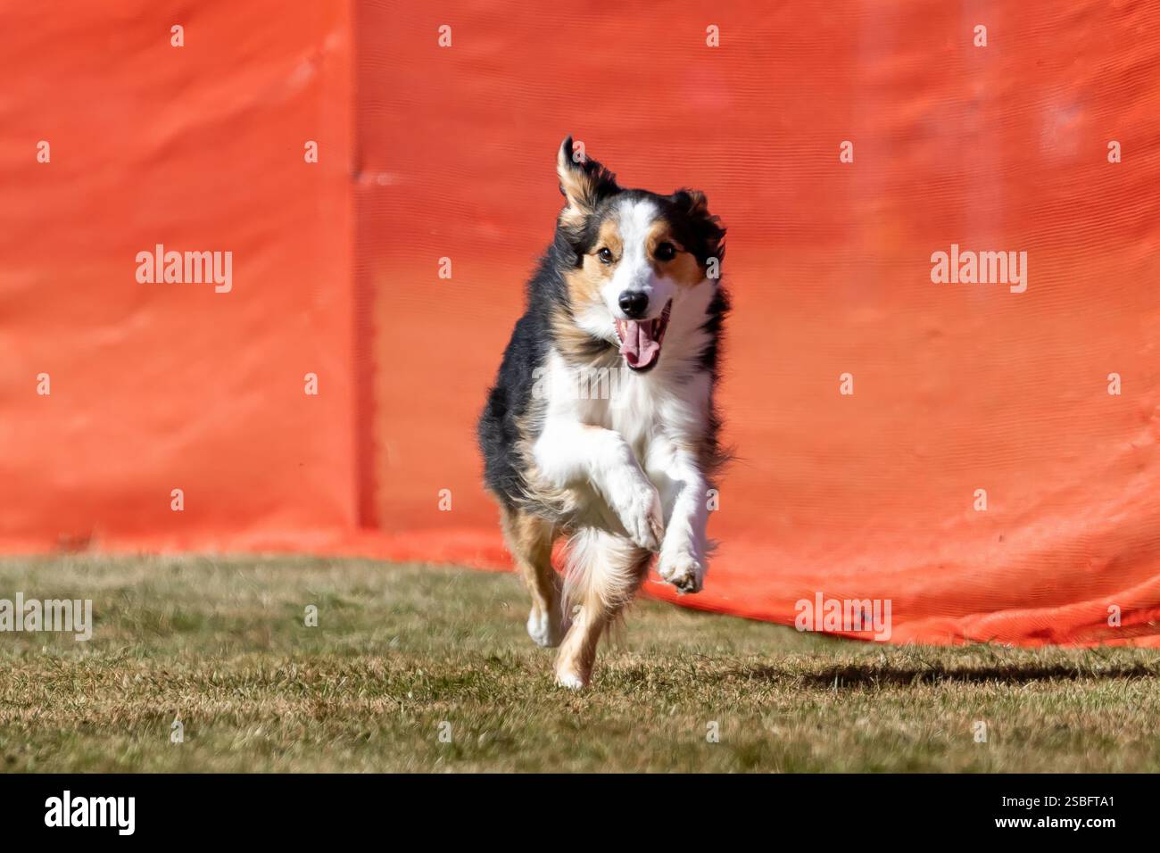Aussie Border Collie Mix Running Lure Course Sprint Dog Sport Stock ...