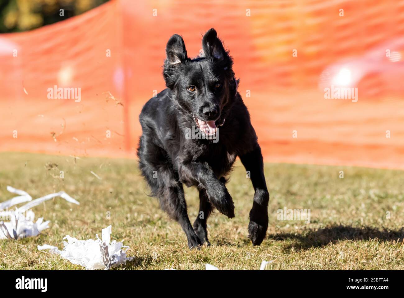 Golden retriever border collie mix hi-res stock photography and images ...