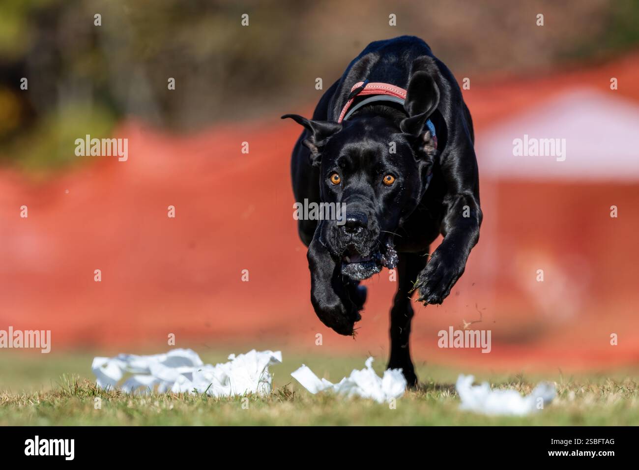 Mastiff lab hi-res stock photography and images - Alamy