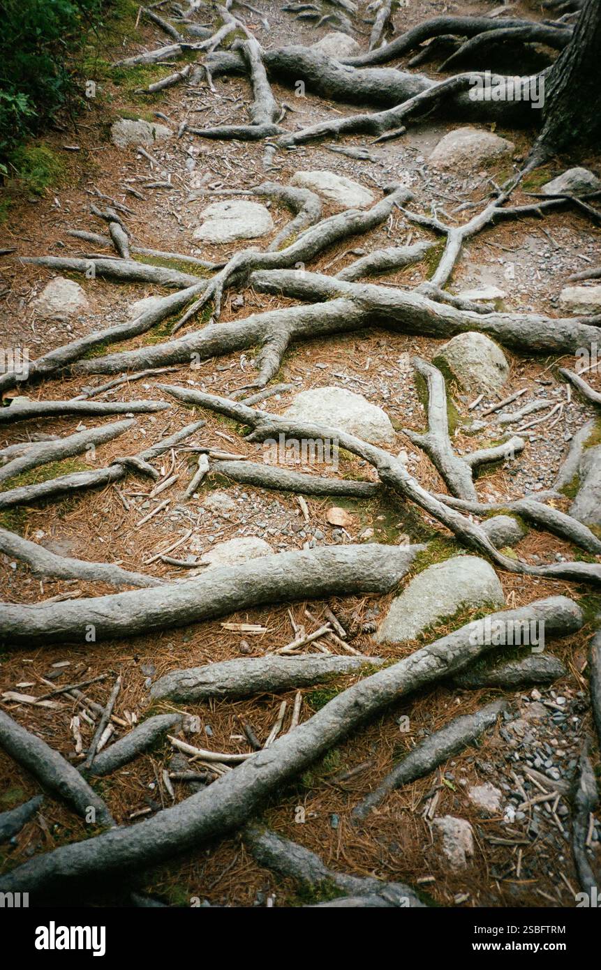 Exposed tree roots intertwining across a forest floor Stock Photo - Alamy