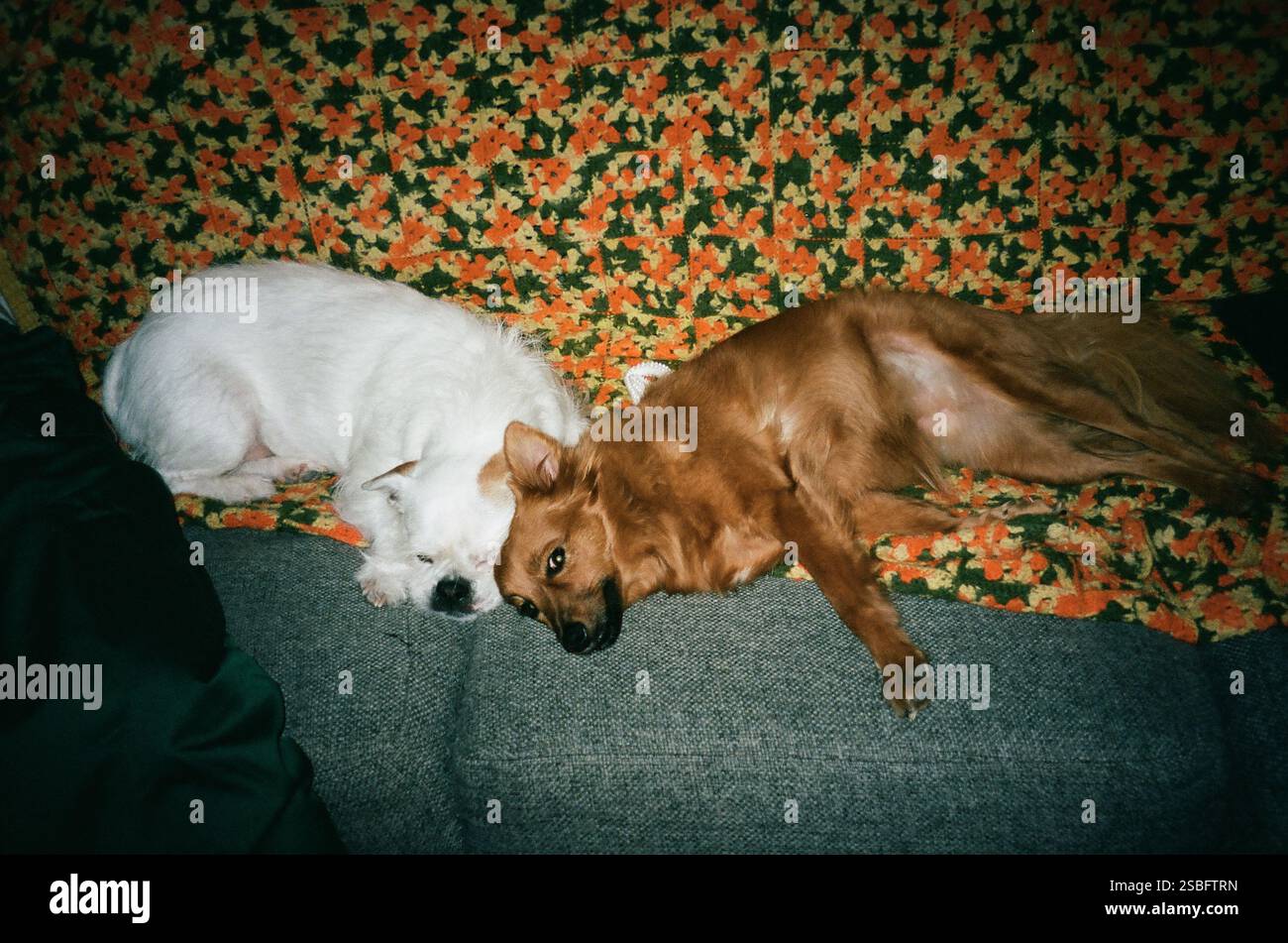Two dogs snuggling up hi-res stock photography and images - Alamy